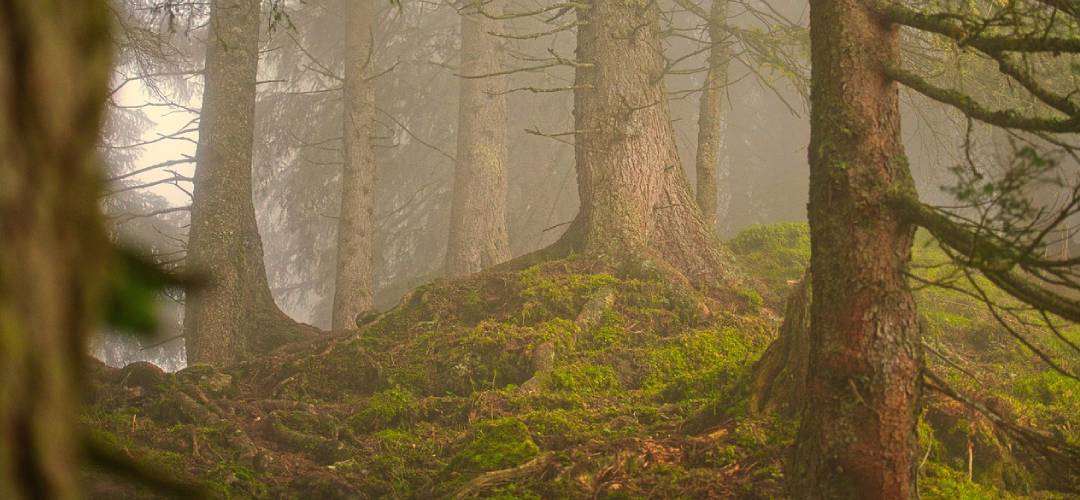 Finding Flow in Nature: How the Outdoors Unlocks Your Best Self ...